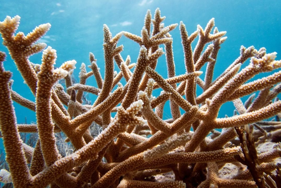 World Nature Conservation Day: Innovations for coral conservation ...