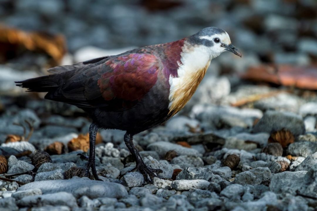 A new surveillance toolkit for invasive mice on islands - Gene Drive ...