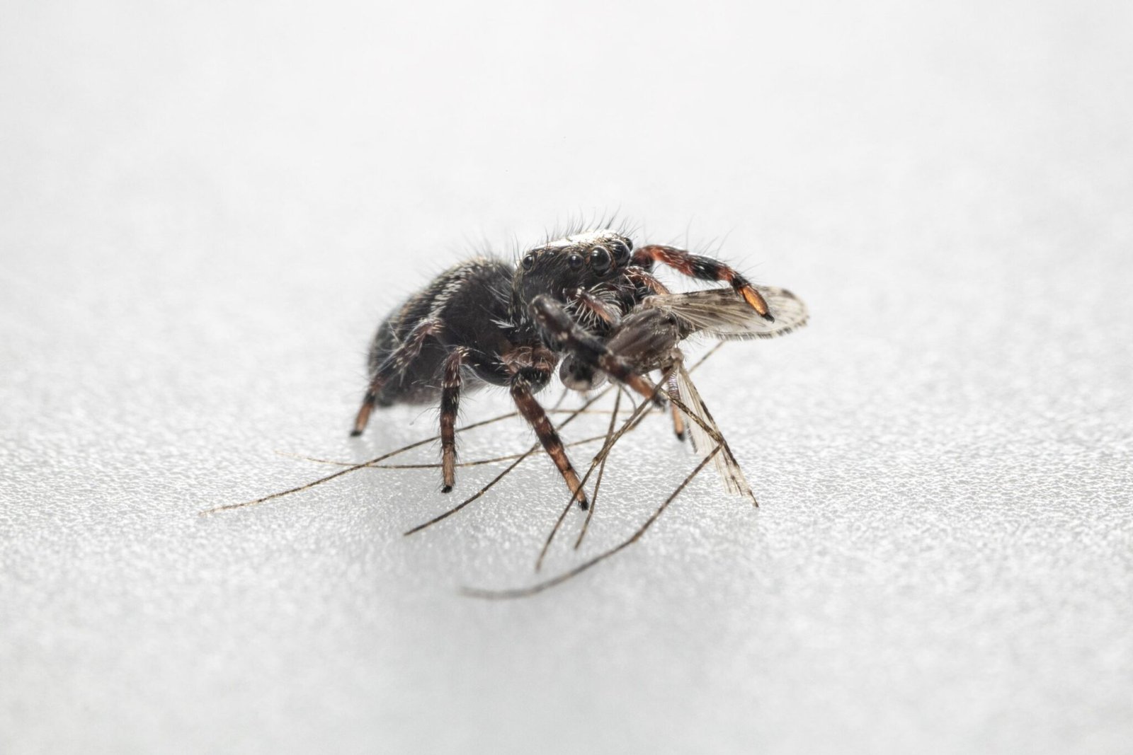 Exploring gene drive mosquito interactions in the food web - Gene Drive ...